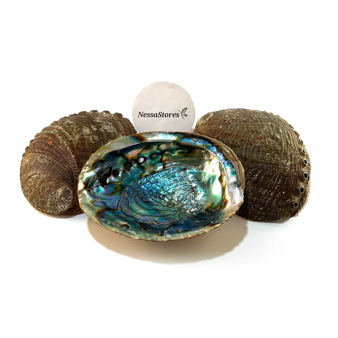 Green Abalone Sea Shell One Side Polished 6" - 7" - JC Imports Inc