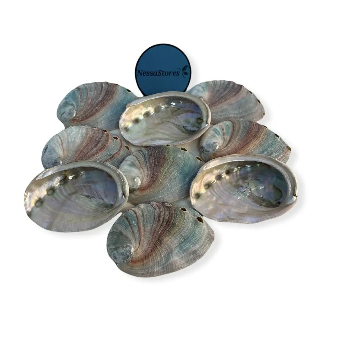 Red Abalone Sea Shell One Side Polished Beach Craft 2" - 3" - JC ...